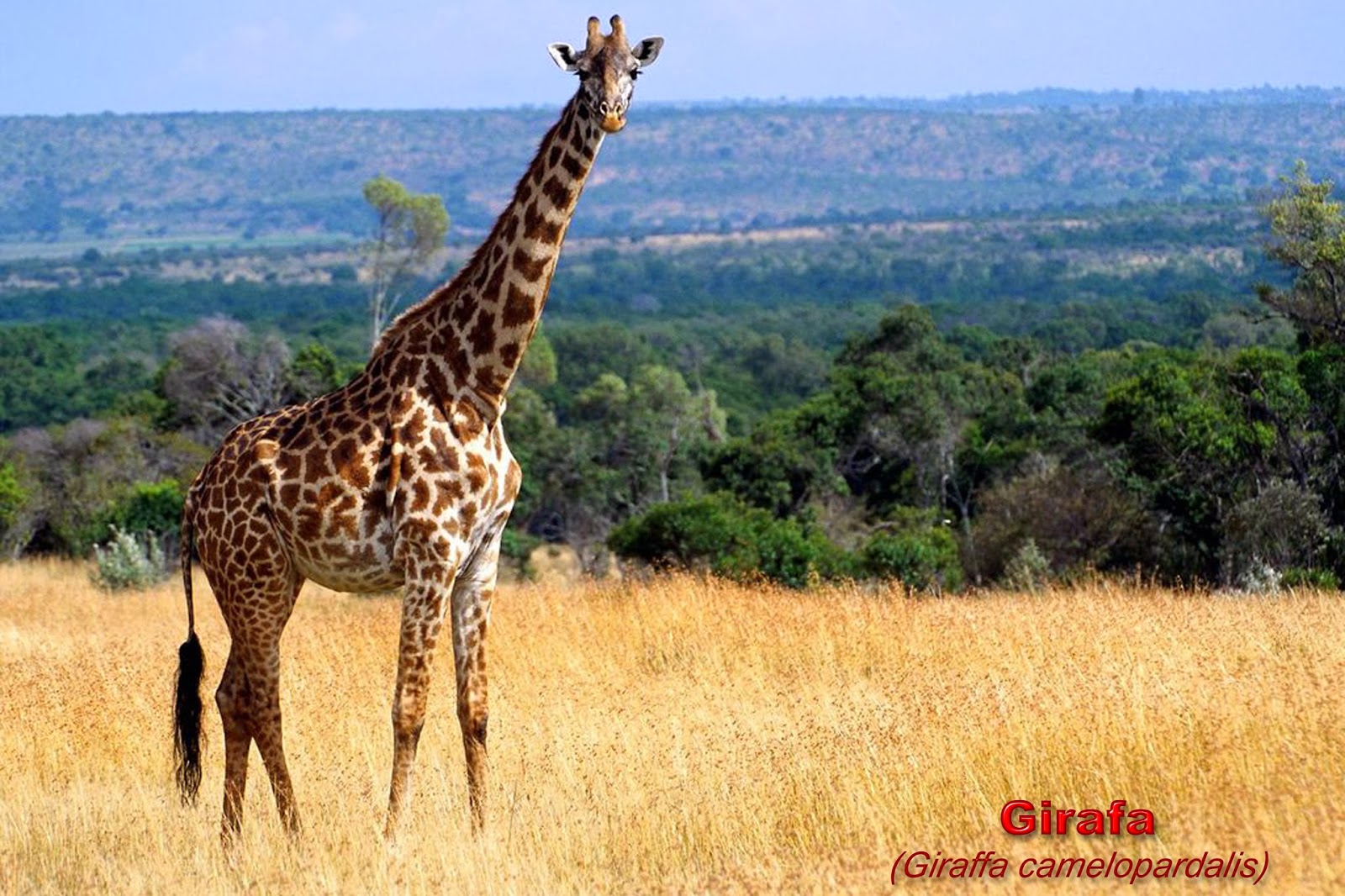 Qual é A Cor Da Girafa - LIBRAIN